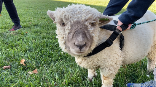 Learning with sheep: Elizabethtown school expands outdoor classrooms