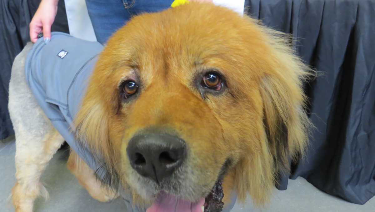 GALLERY: Meet the 'Good Boys' of this weekend's Great Iowa Pet Expo