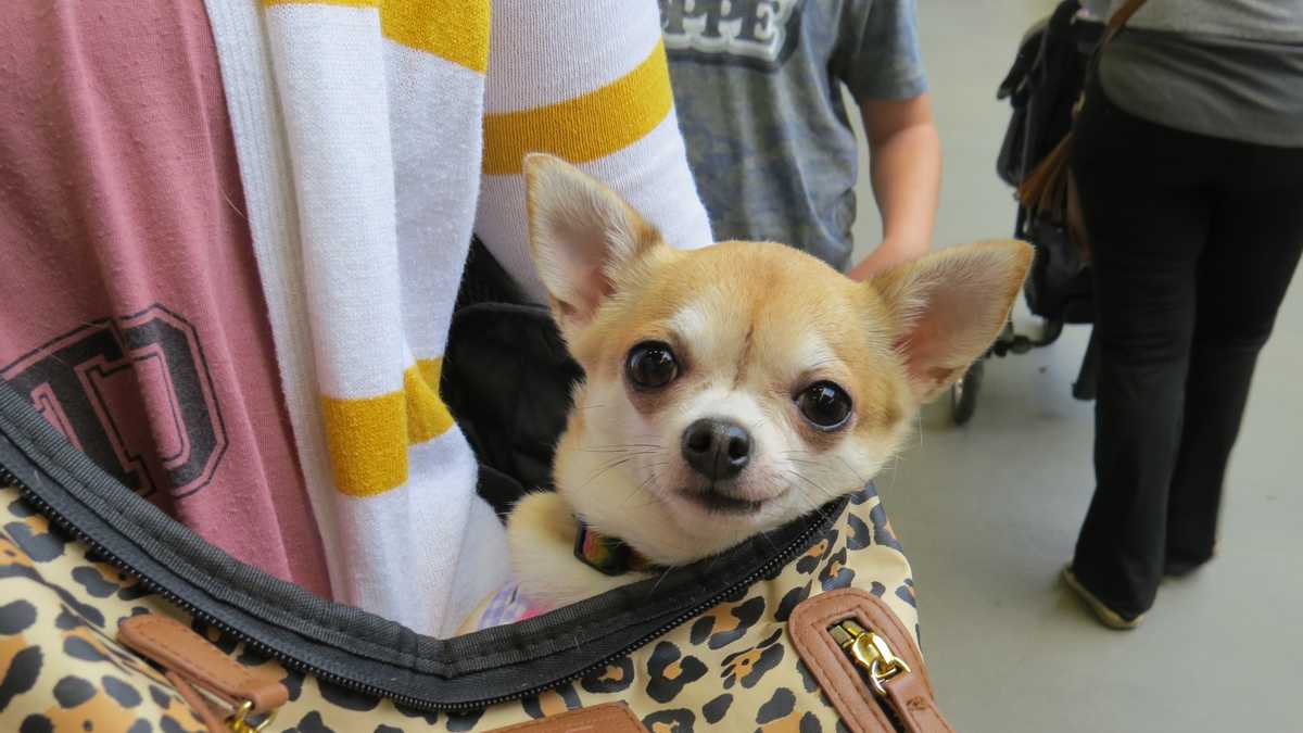 GALLERY: Meet the 'Good Boys' of this weekend's Great Iowa Pet Expo