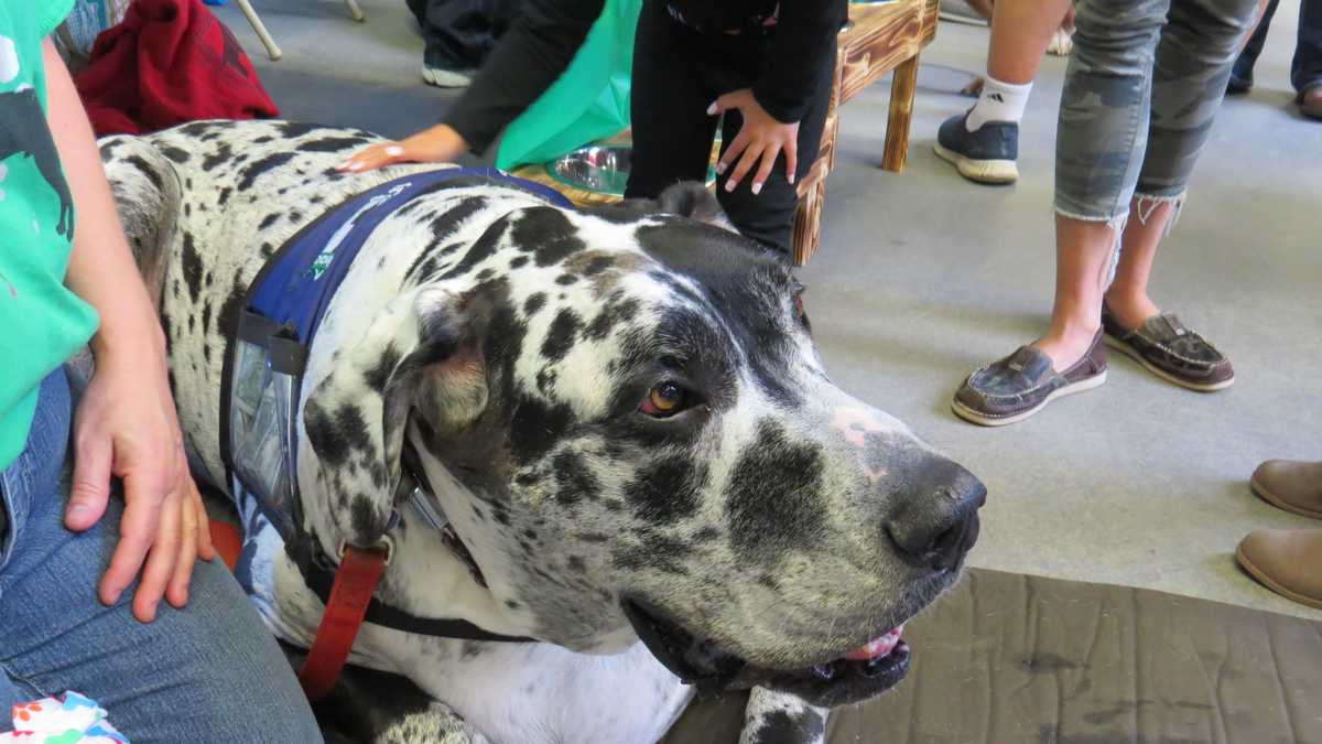 GALLERY: Meet the 'Good Boys' of this weekend's Great Iowa Pet Expo
