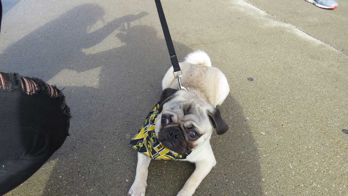 GALLERY: Meet the 'Good Boys' of this weekend's Great Iowa Pet Expo