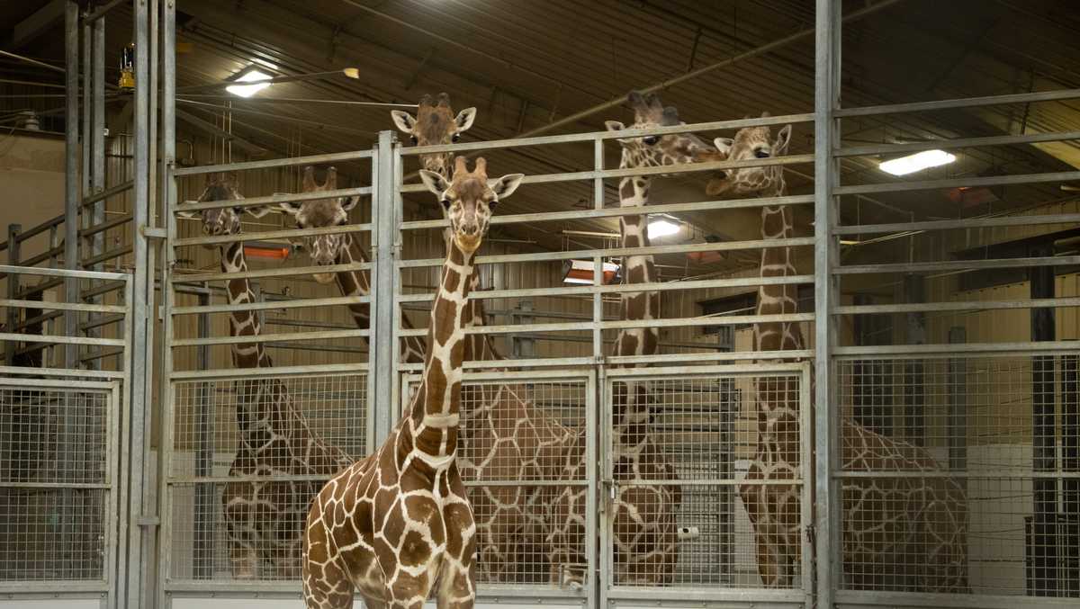 Omaha Henry Doorly Zoo announces giraffe arrival