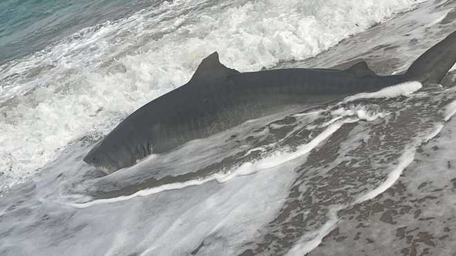 Several reports of sharks washing up dead on Florida beach