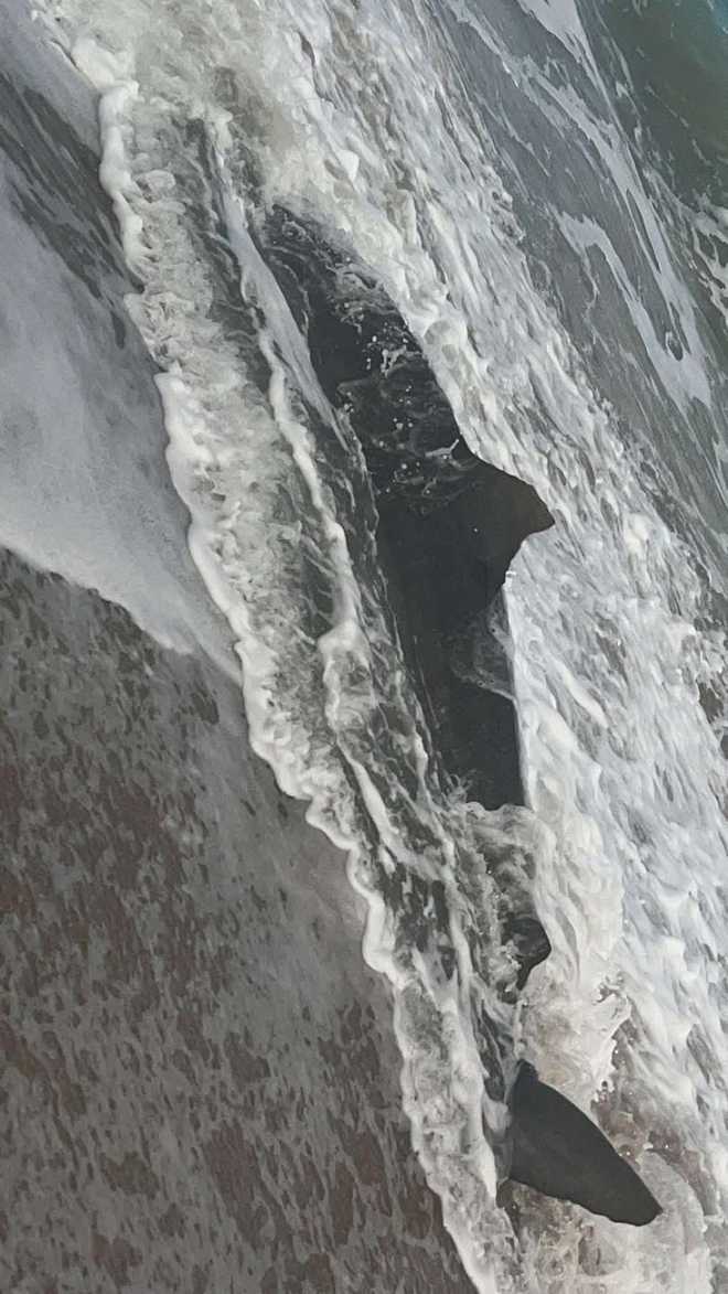 Several reports of sharks washing up dead on Florida beach