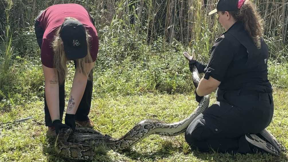 PYTHON BE GONE: New efforts to combat Florida's python problem