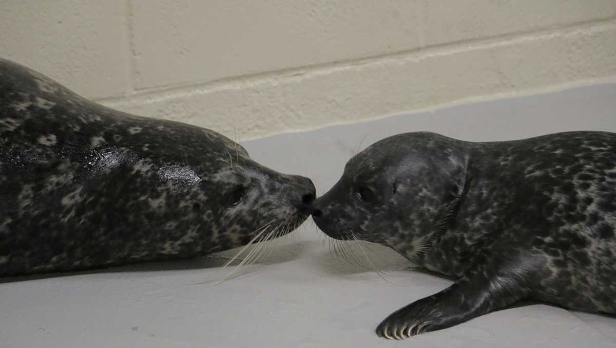 Adorable harbor seal pup born at Blank Park Zoo