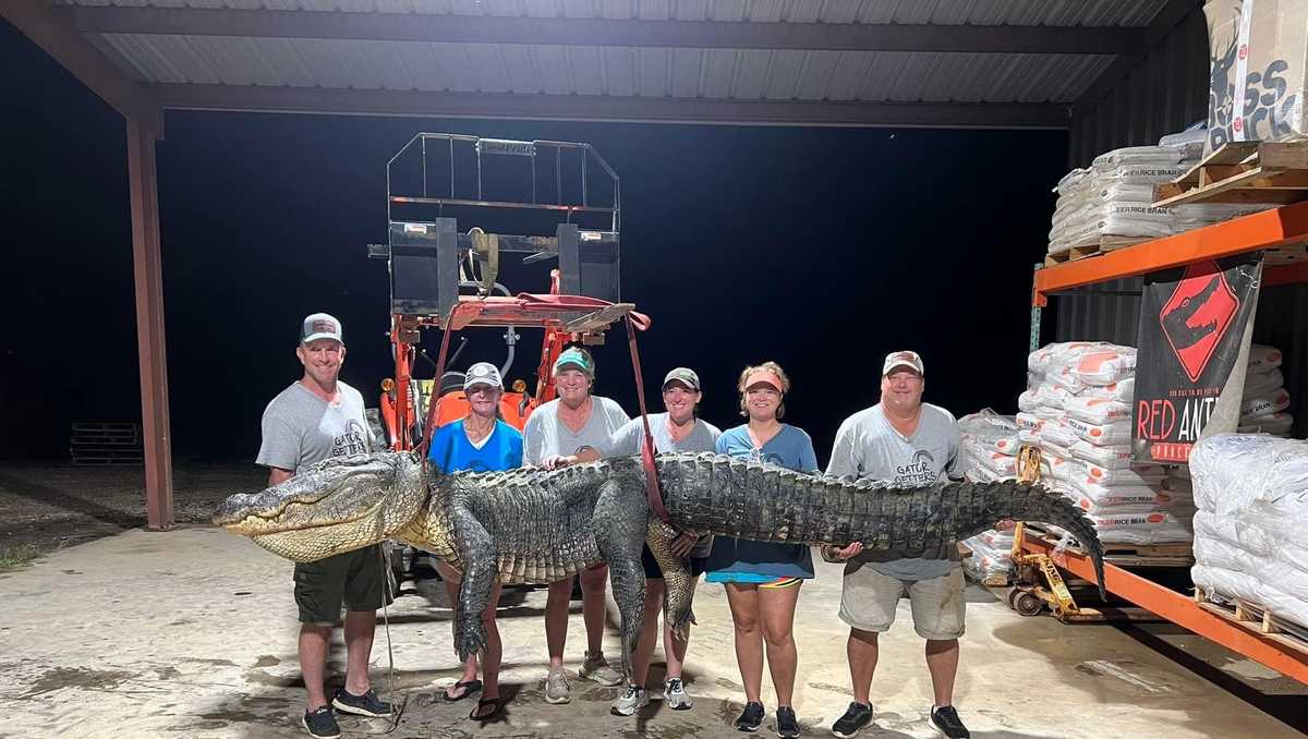 What a catch! Terry family lands big alligator on opening day