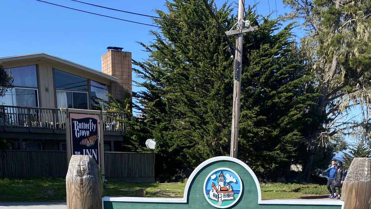 Pacific Grove cuts down dead trees at Monarch Sanctuary