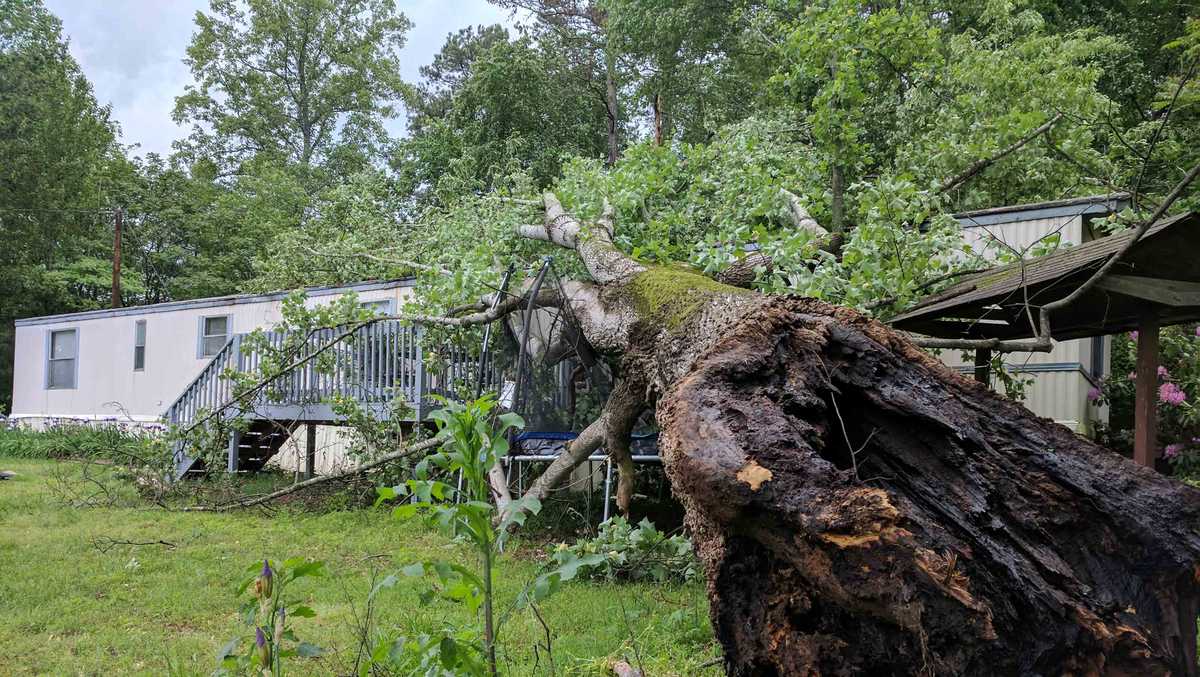 Strong storms uproot trees across the region