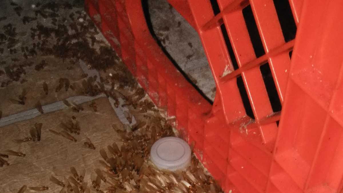 'I was living a real-life "Fear Factor" scene,' Gert Town woman says of ...