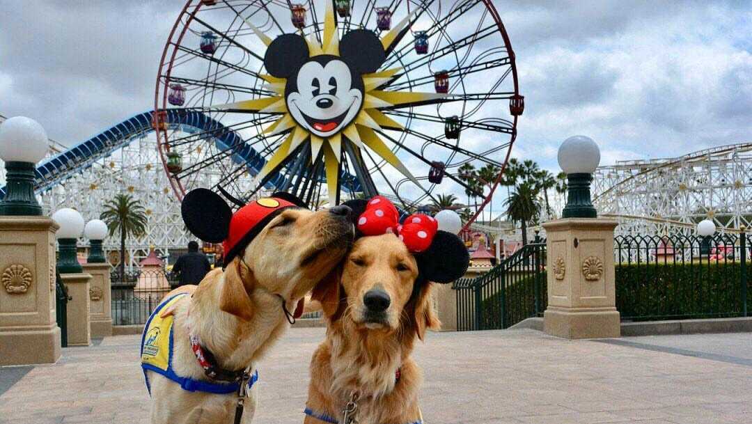 Service dogs have cutest Disneyland adventures