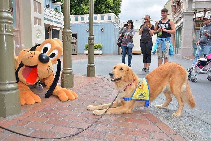Service dogs have cutest Disneyland adventures