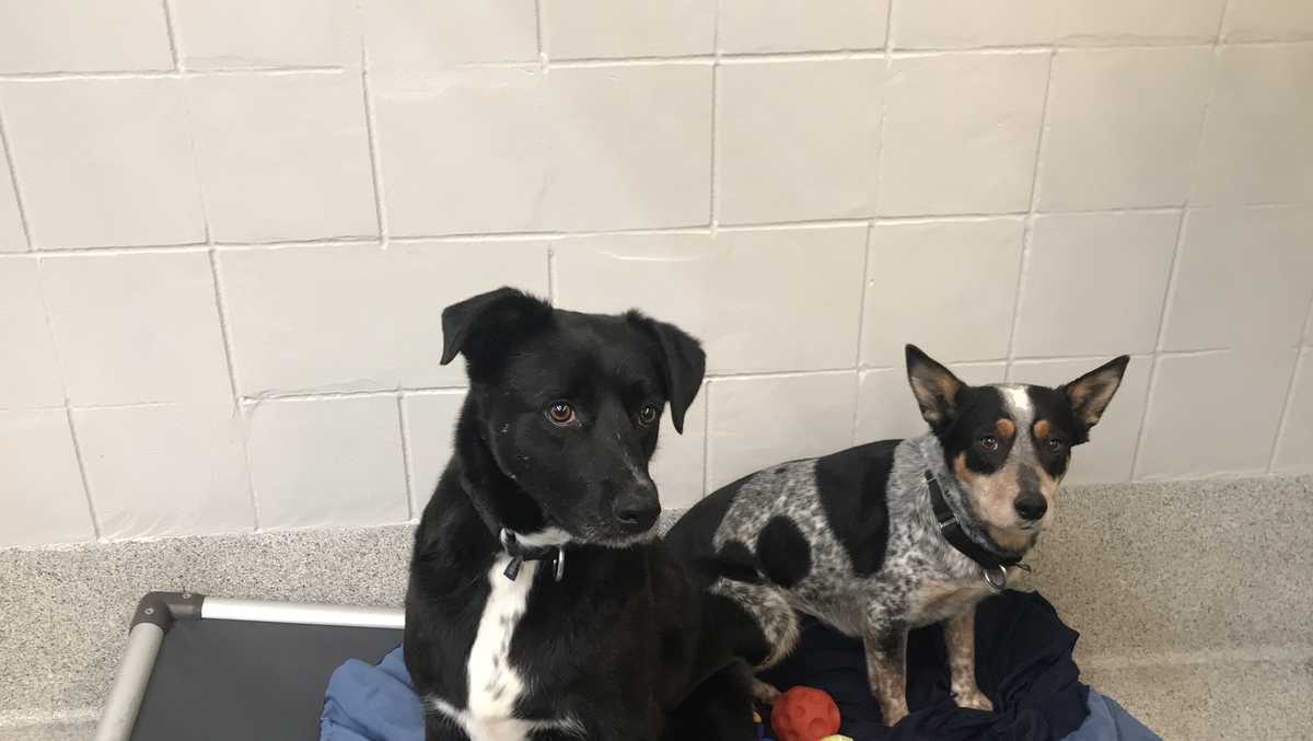 Meet the Nebraska Humane Society's pet of the week