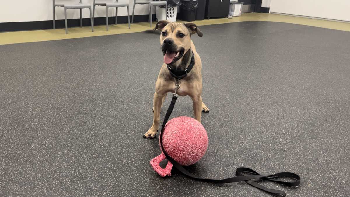 Meet the Nebraska Humane Society's pet of the week