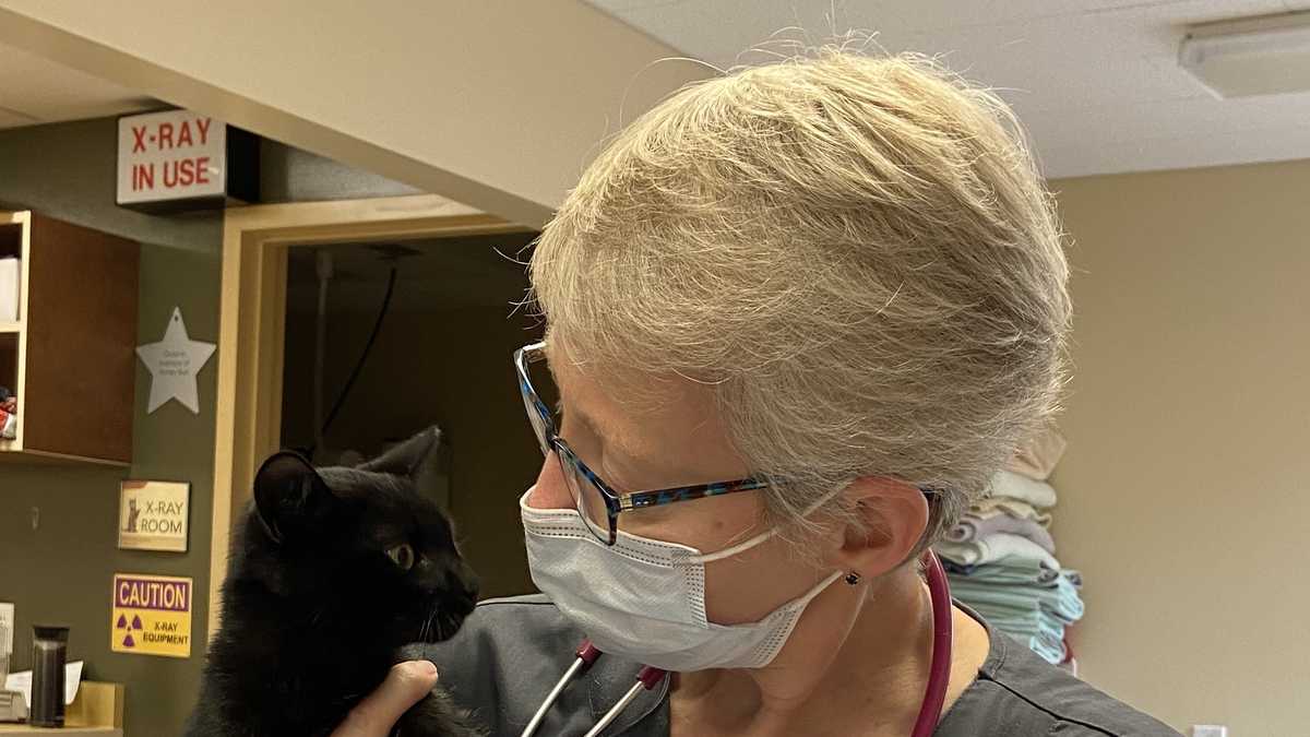 Kitten rescued from Carmel Fire with burns to all 4 paws expected to ...