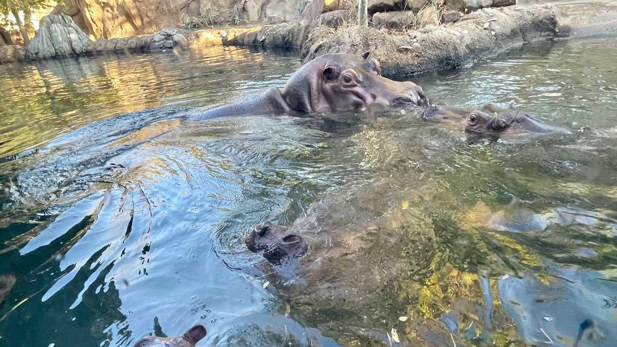 PHOTOS: Cincinnati Zoo baby hippo Fritz's dad Tucker joins the bloat ...