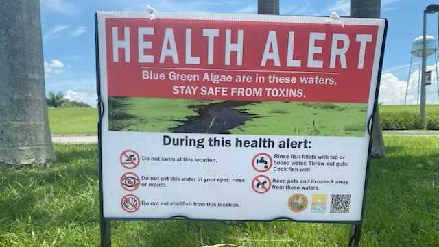 Blue-Green Algae in full bloom in a portion of Lake Okeechobee