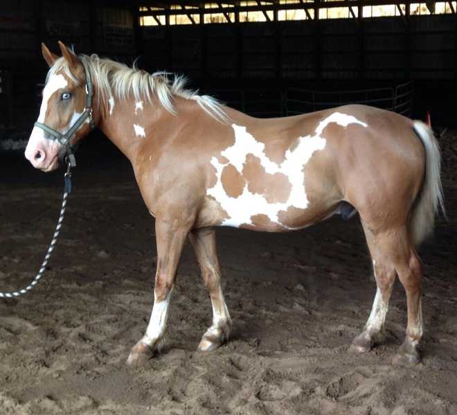 LMPD Mounted Patrol welcomes new horses, holds name contest