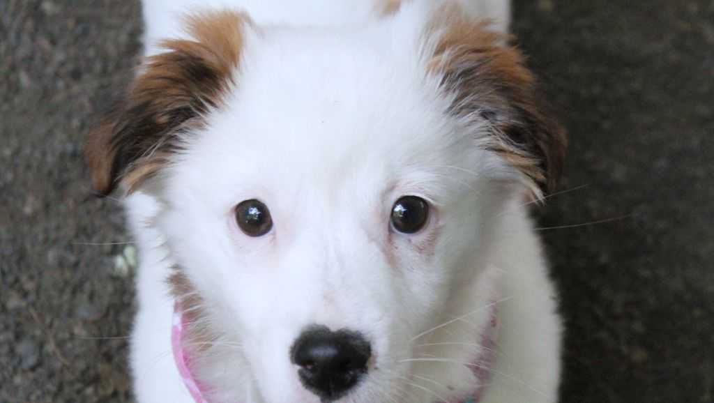 These adorable pets need new homes