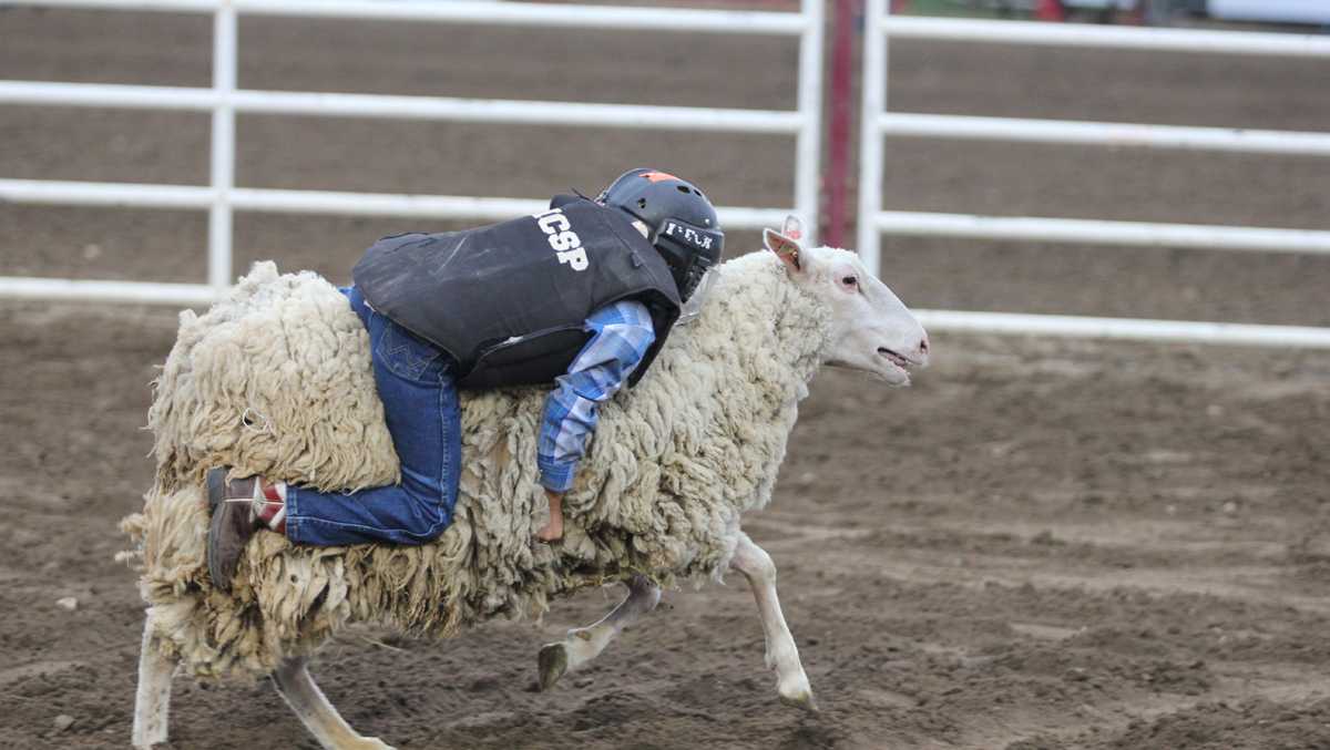 Central Coast Spotlight: Mutton Busting