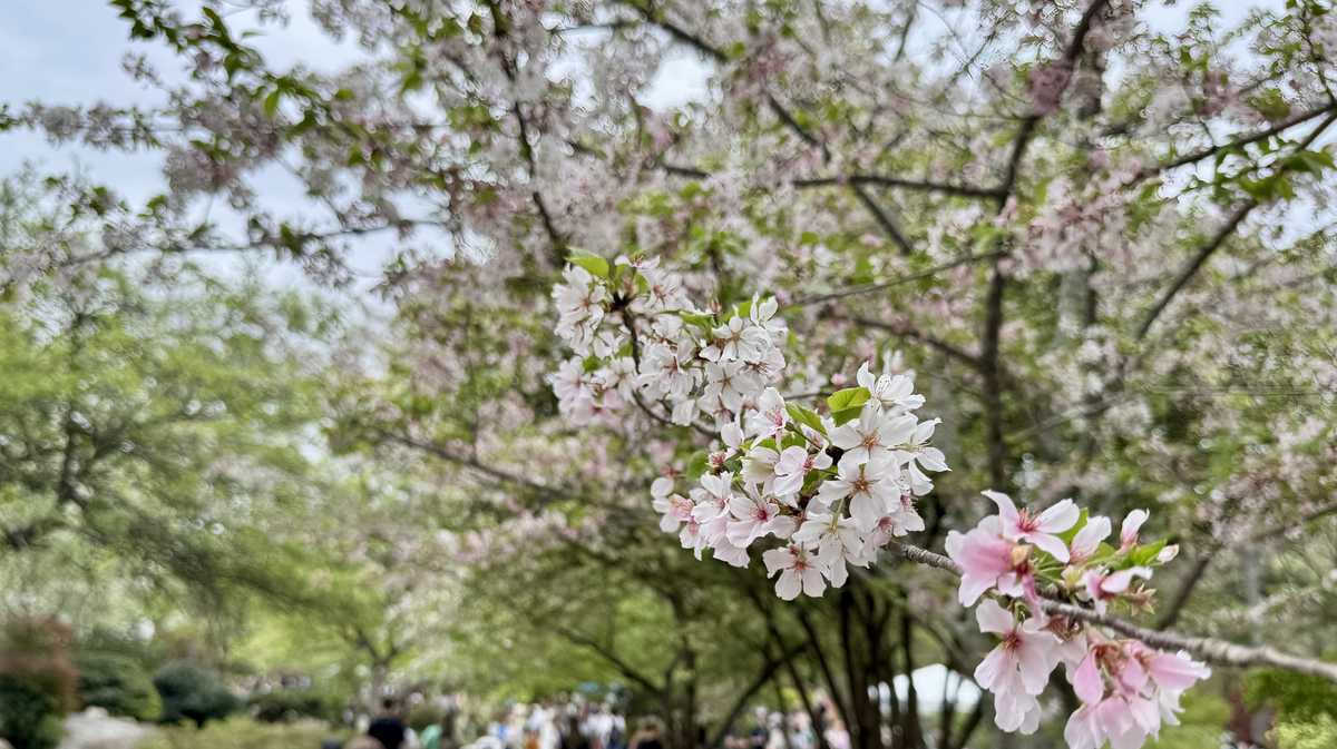 Alabama celebrates the Japanese Cherry Blossom Festival