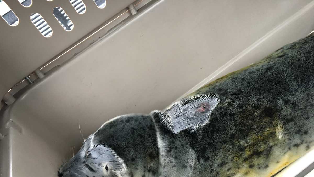 Two harbor seal pups rescued as pupping season gets underway