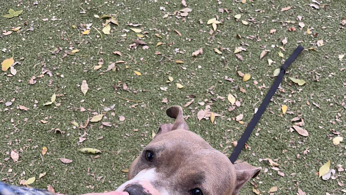 Meet the Nebraska Humane Society's pet of the week