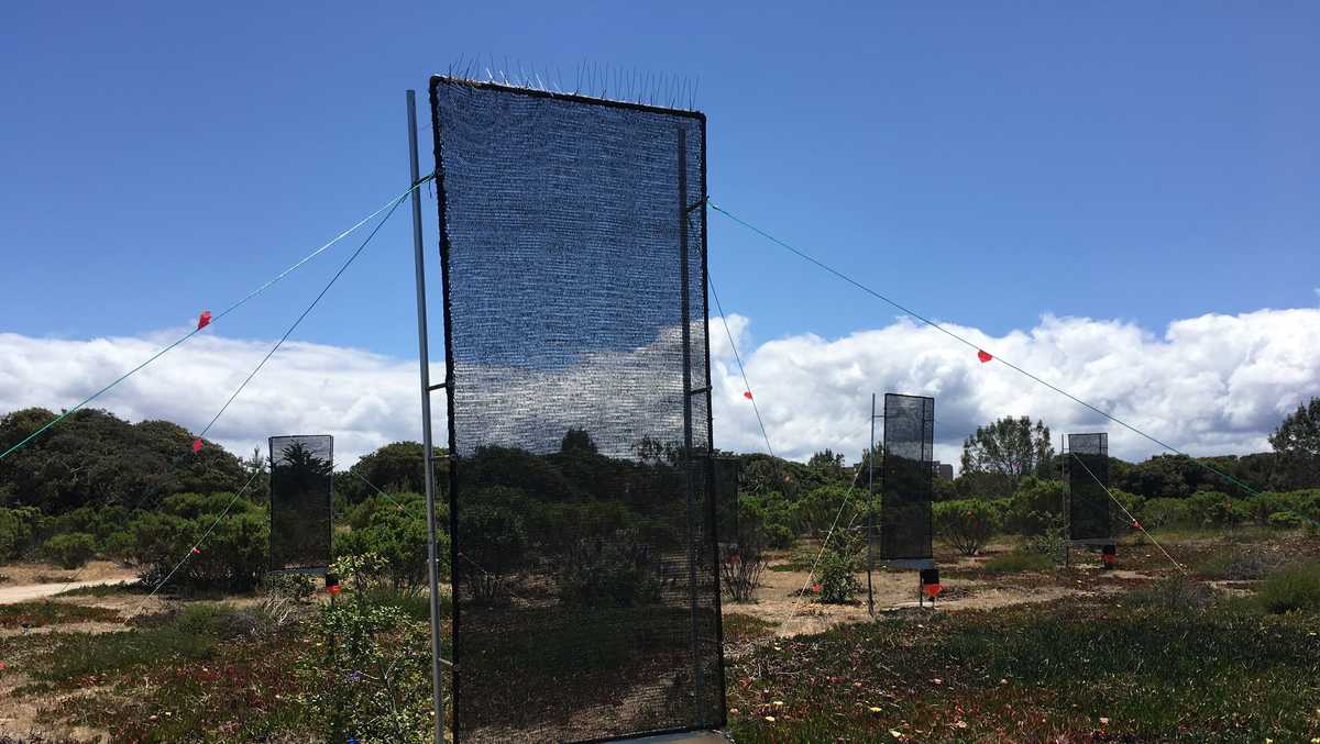 CSUMB students build fog catchers