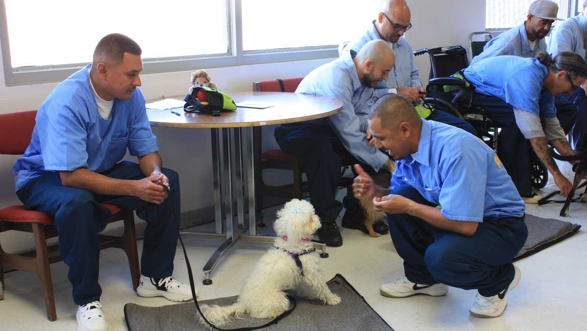 Prison inmates get recognition for their work training shelter dogs