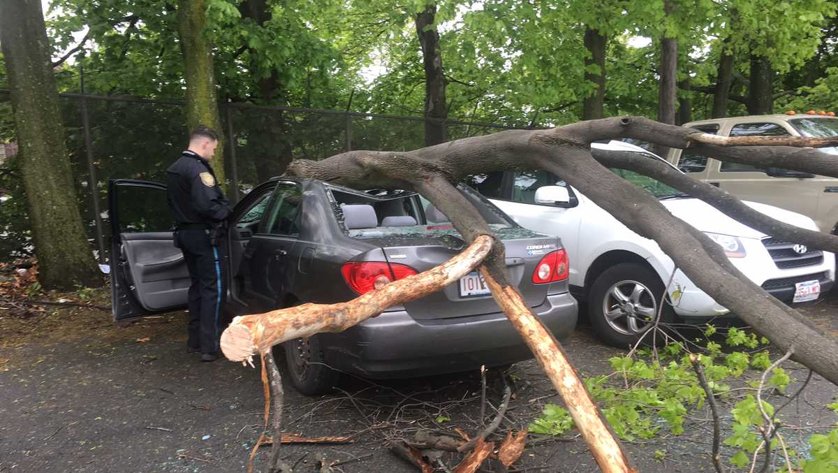 Teacher sitting in car when tree limb crushes vehicle
