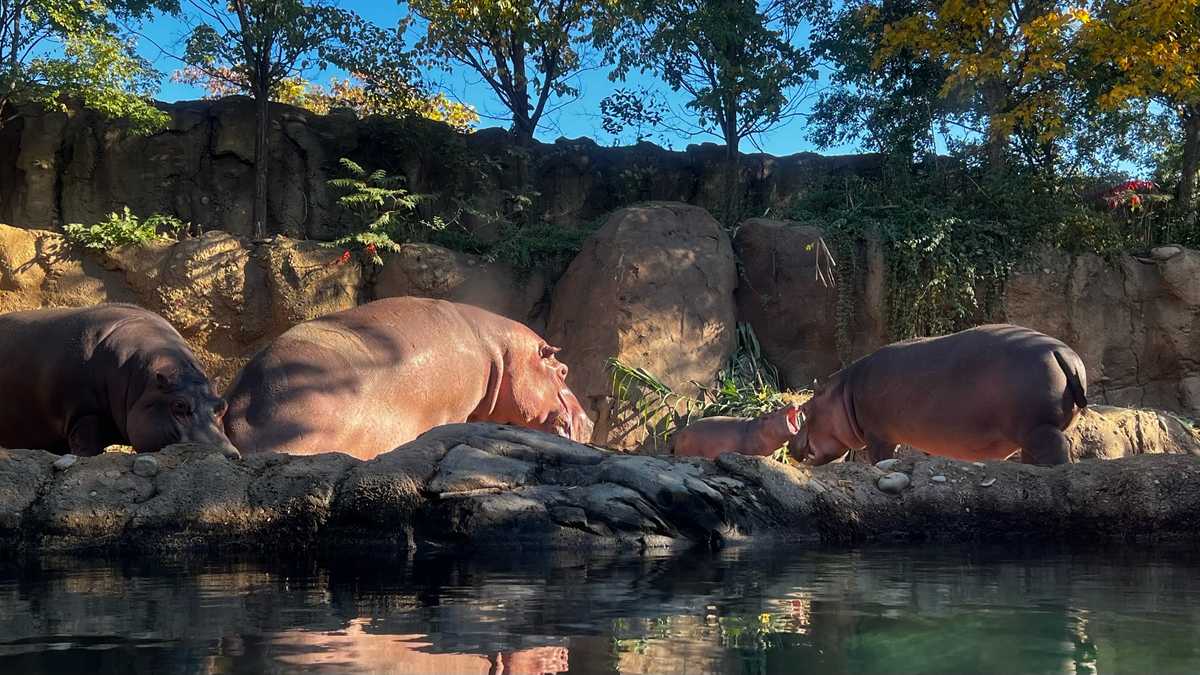 PHOTOS: Cincinnati Zoo baby hippo Fritz's dad Tucker joins the bloat ...