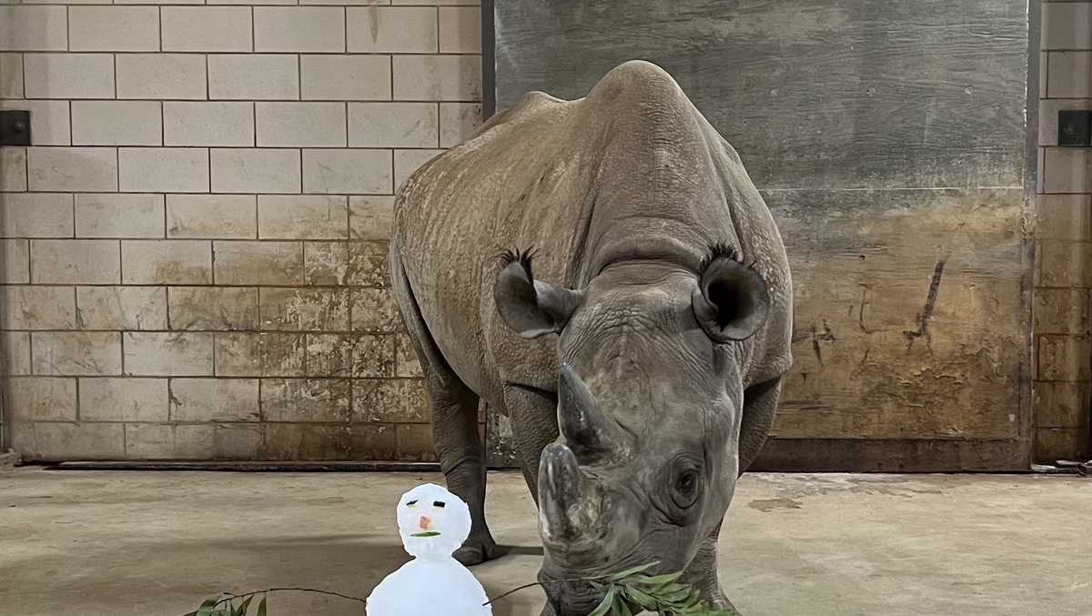 WATCH: Birmingham Zoo animals experience unusual snow
