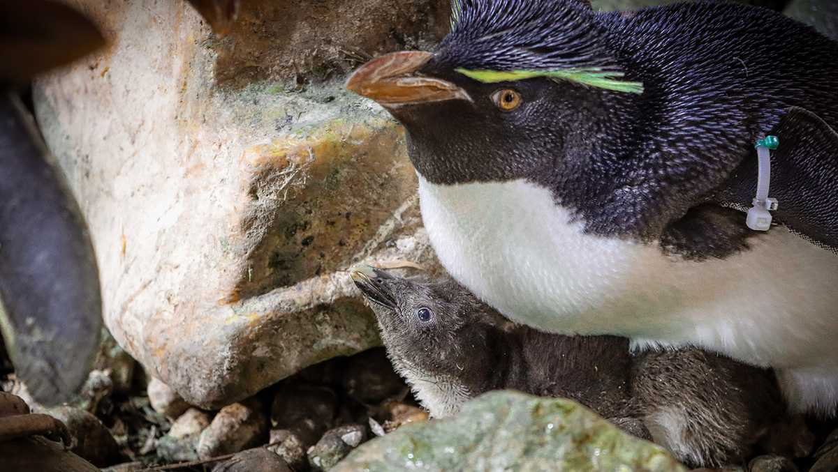 Omaha Henry Doorly Zoo rockhopper chicks hatch in penguin habitat