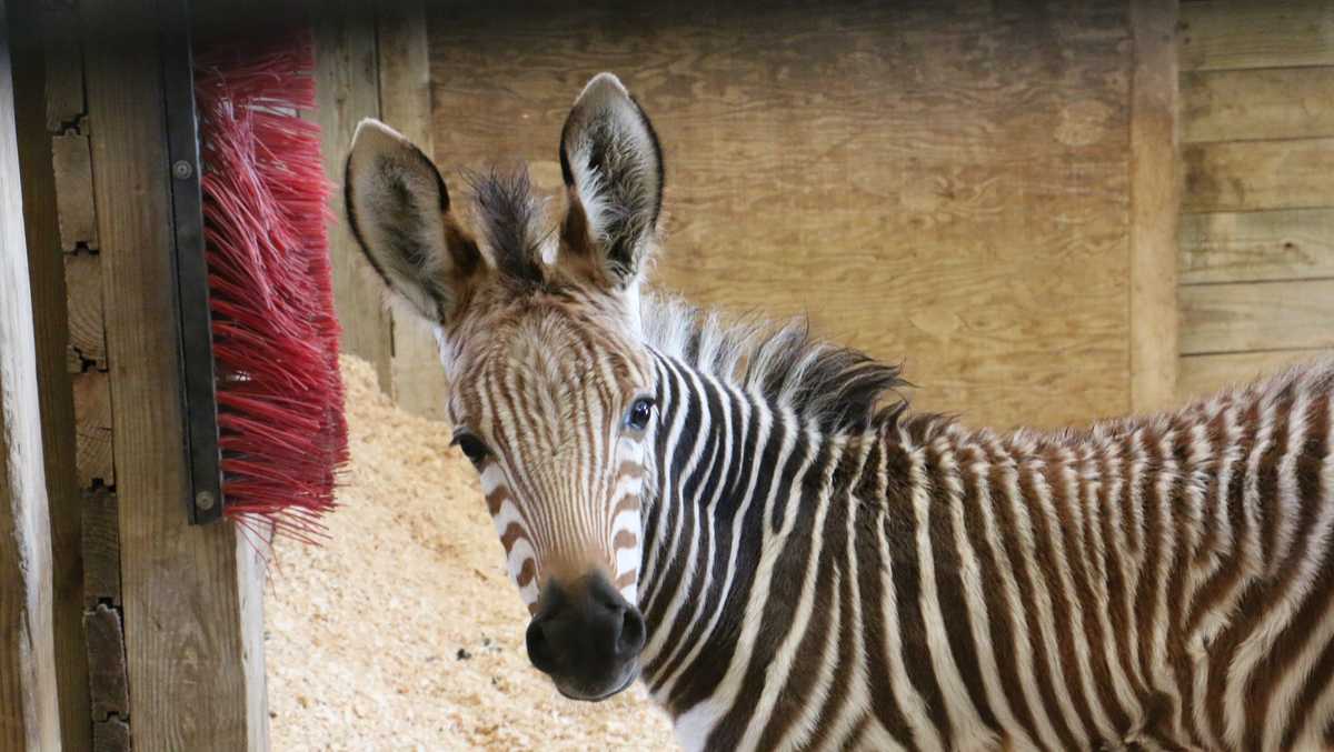 Baby zebra can be seen at Blank Park Zoo in Des Moines, Iowa