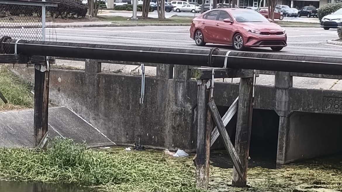 Westwego police investigate possible alligator incident