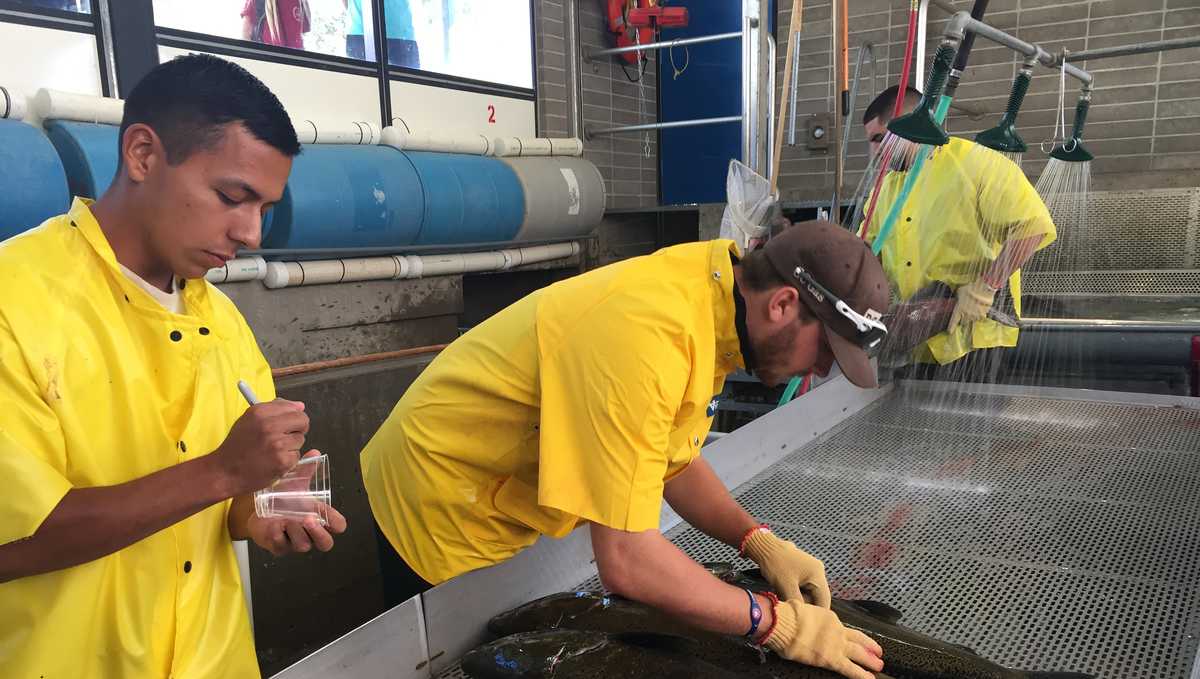 Oroville spring run salmon population hit historic low