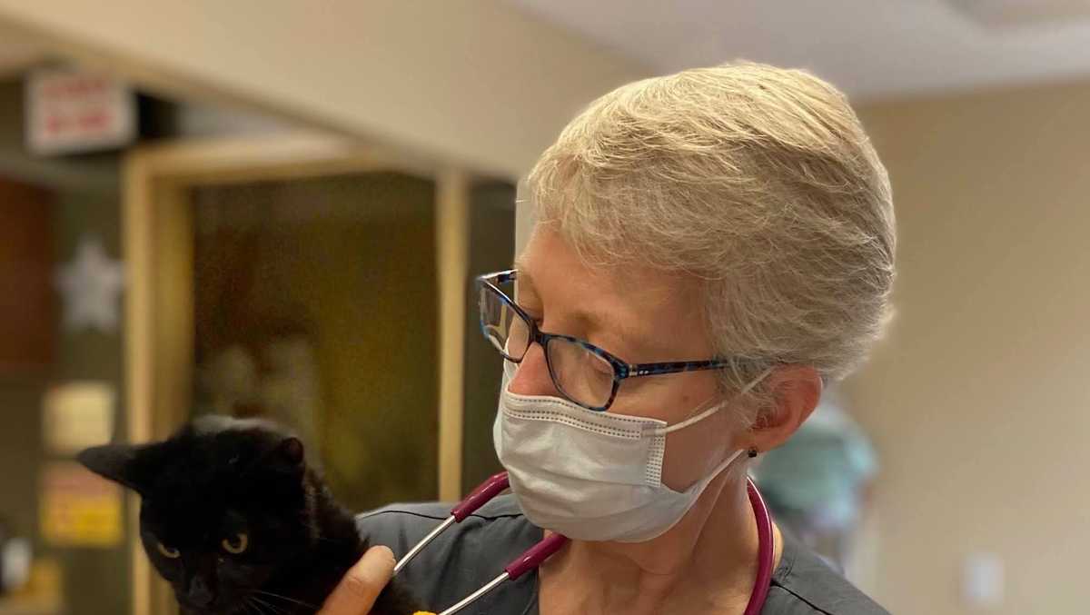Kitten rescued from Carmel Fire with burns to all 4 paws expected to ...