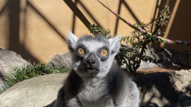 Alabama zoo spreads the love with special Valentine's Day display