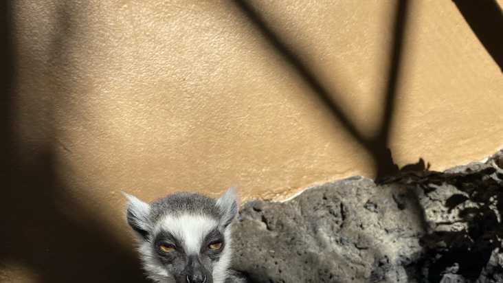 Alabama zoo spreads the love with special Valentine's Day display
