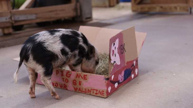 Alabama zoo spreads the love with special Valentine's Day display