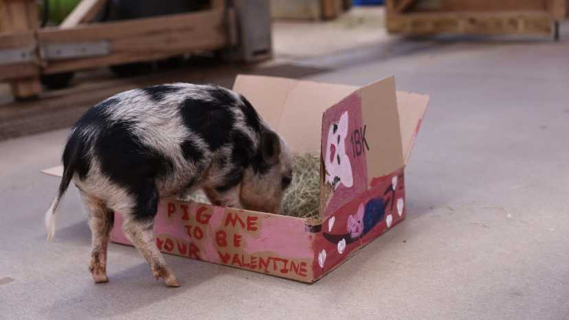 Alabama zoo spreads the love with special Valentine's Day display