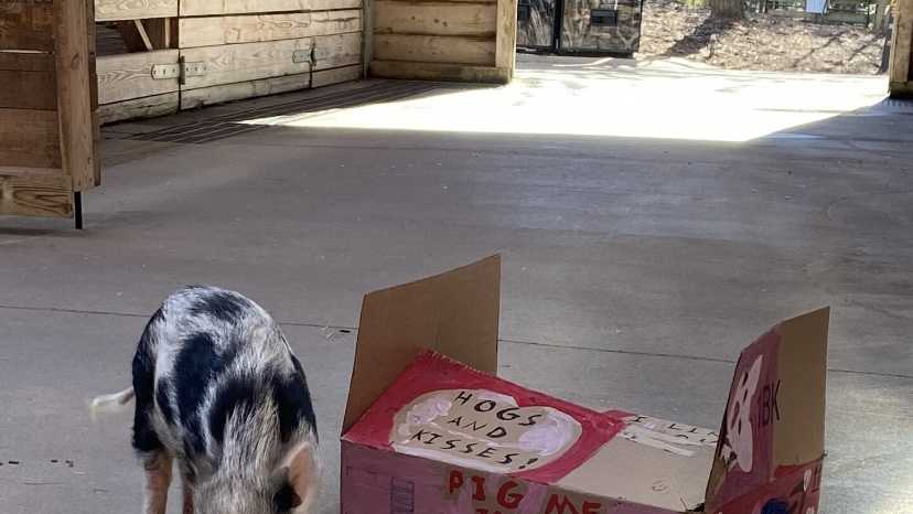 Alabama zoo spreads the love with special Valentine's Day display