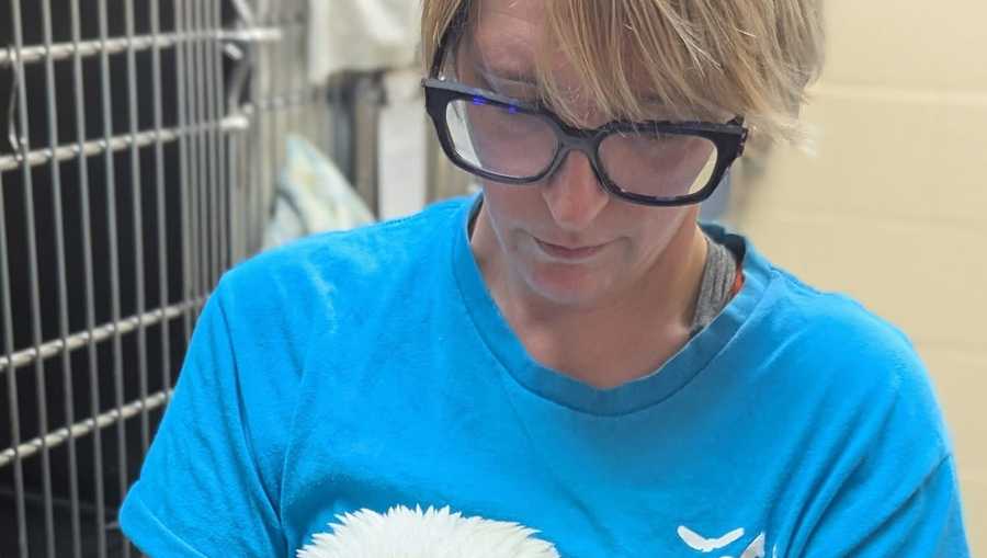 SPCA Monterey County rescues injured bald eagle in Salinas