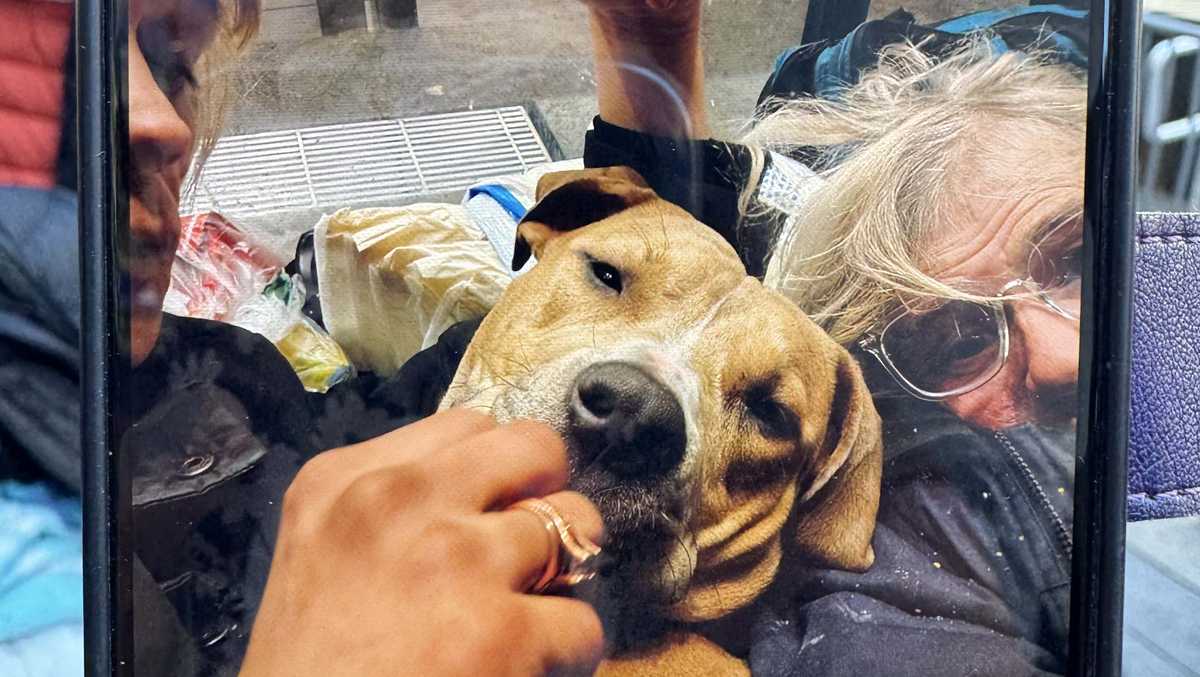 Taser used to subdue dog after gun discharges at Boston Public Library