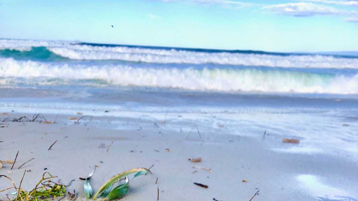 Strong currents wash up 'sea pickles' onto Carmel beaches