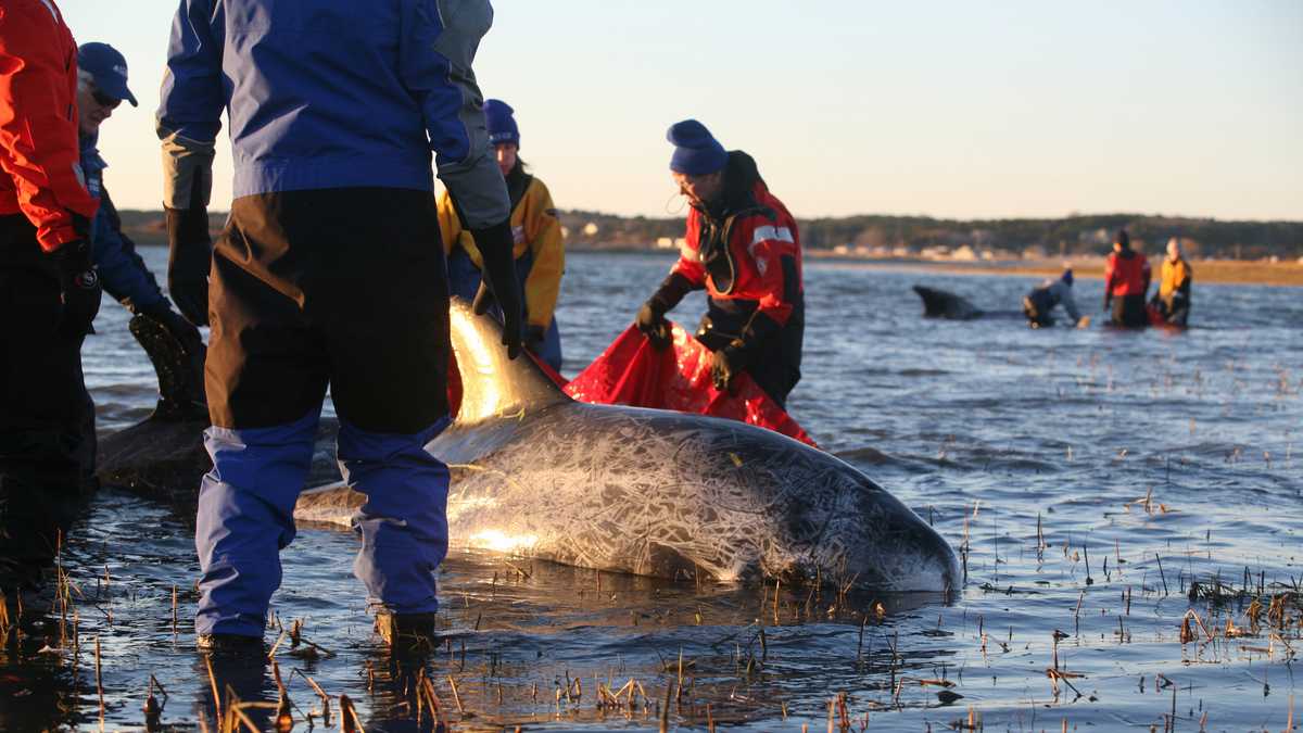 Photos show dolphins being rescued from Wellfleet harbor