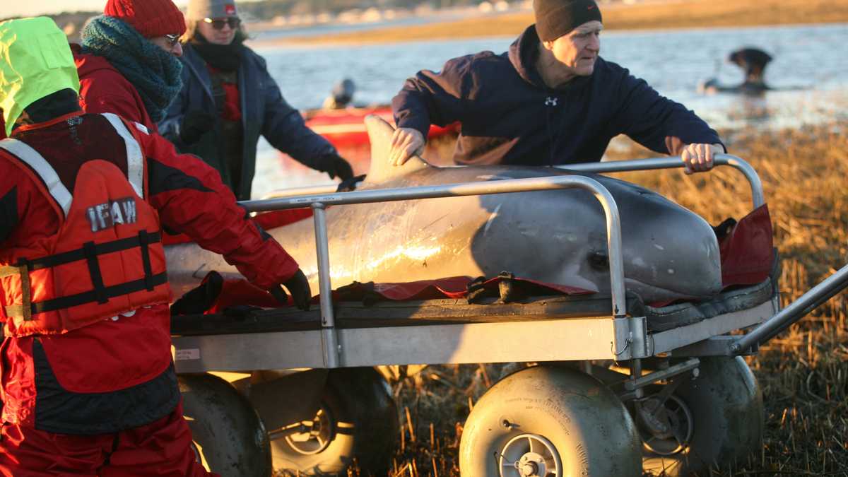 Photos show dolphins being rescued from Wellfleet harbor