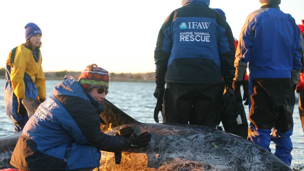 Photos show dolphins being rescued from Wellfleet harbor