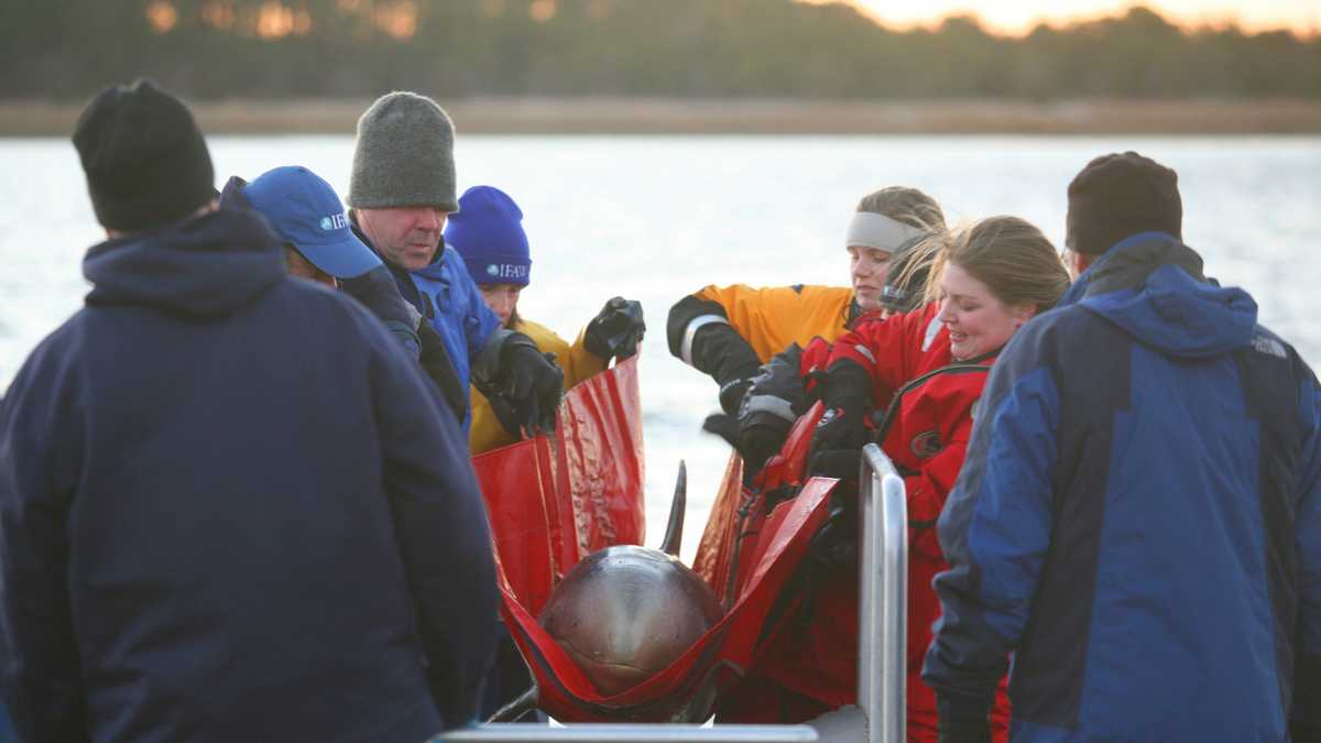Photos show dolphins being rescued from Wellfleet harbor