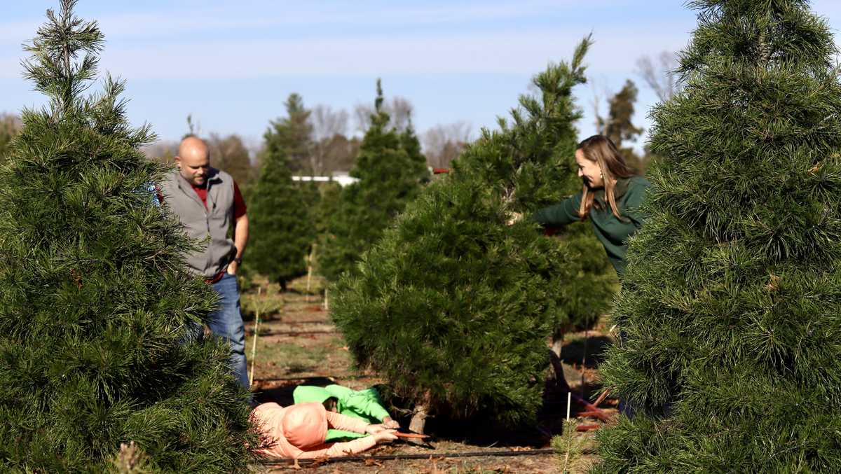 Families flock to Pea Ridge tree farm to kick off the holidays